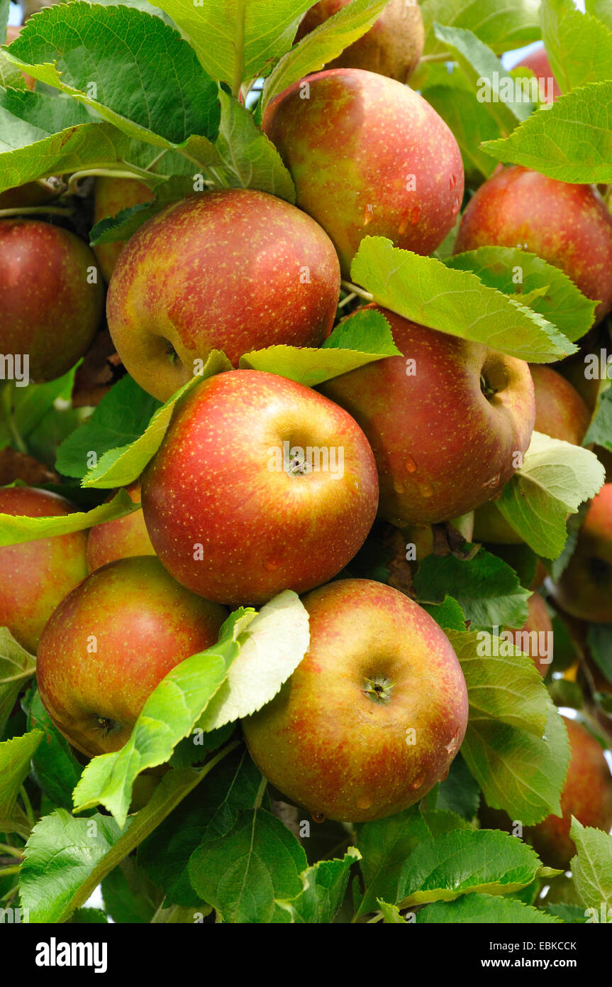 apple tree (Malus domestica 'Roter Boskoop', Malus domestica Roter ...