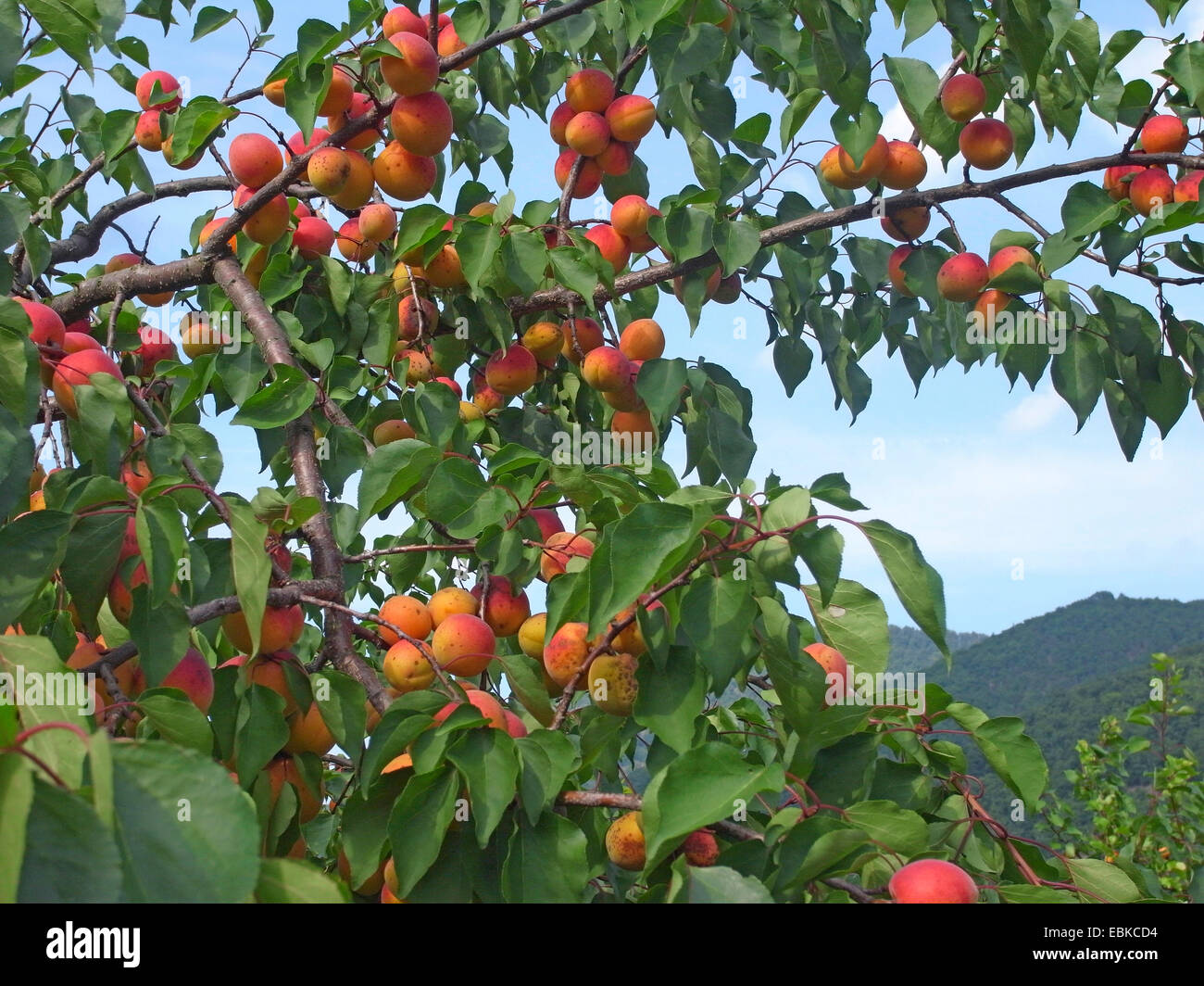 Marille hi-res stock photography and images - Alamy