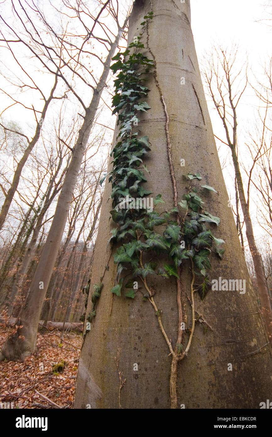 English beech tree hi-res stock photography and images - Alamy