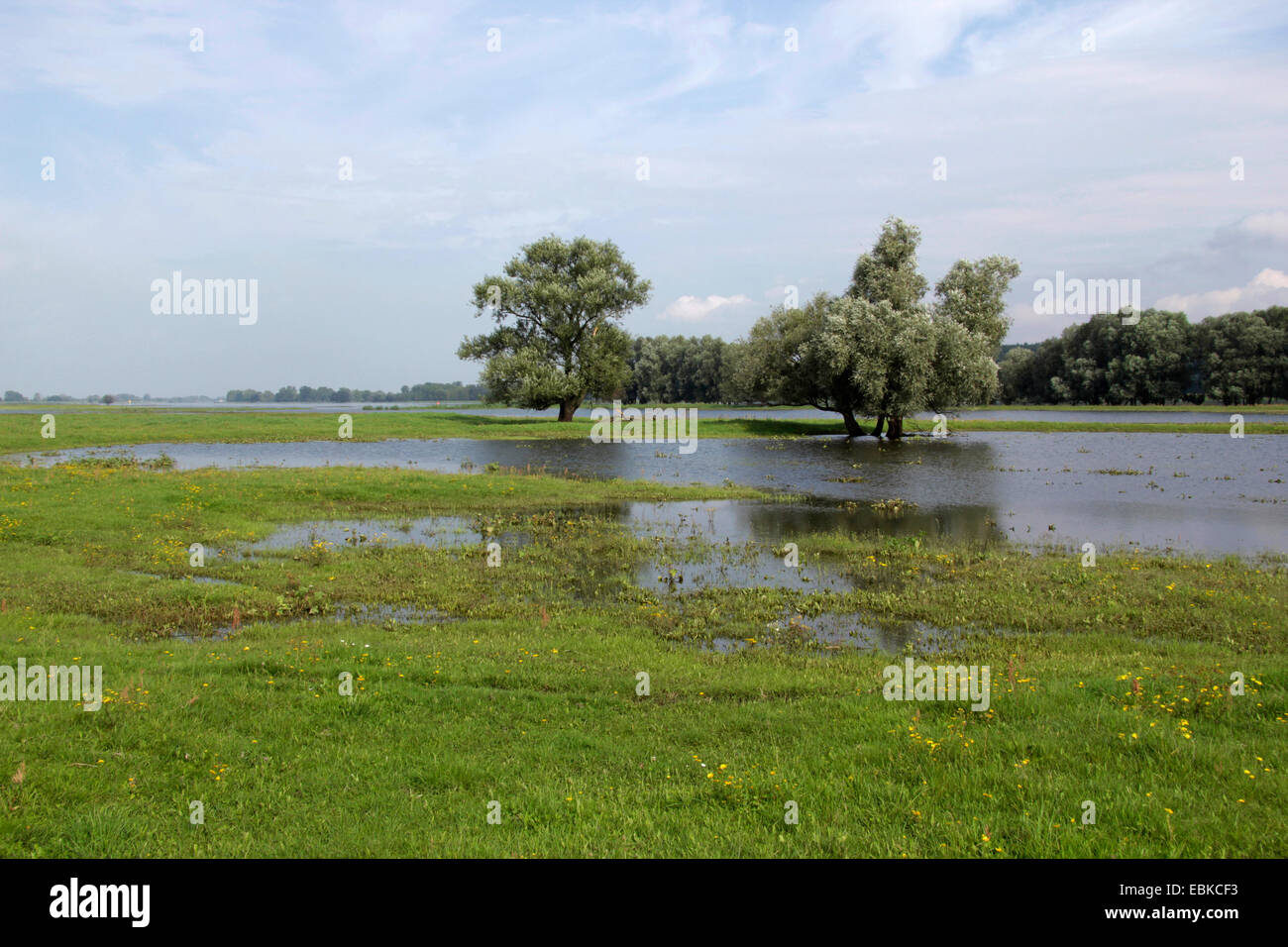 flooded polder areas of Oder river, Germany, Brandenburg, Oderbruch ...