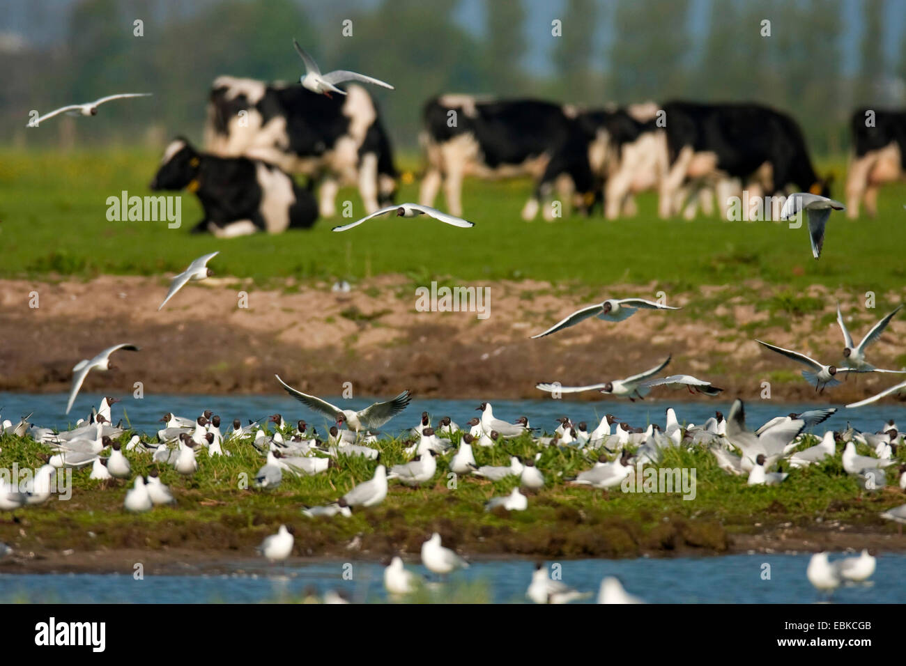 black-headed gull (Larus ridibundus, Chroicocephalus ridibundus ...