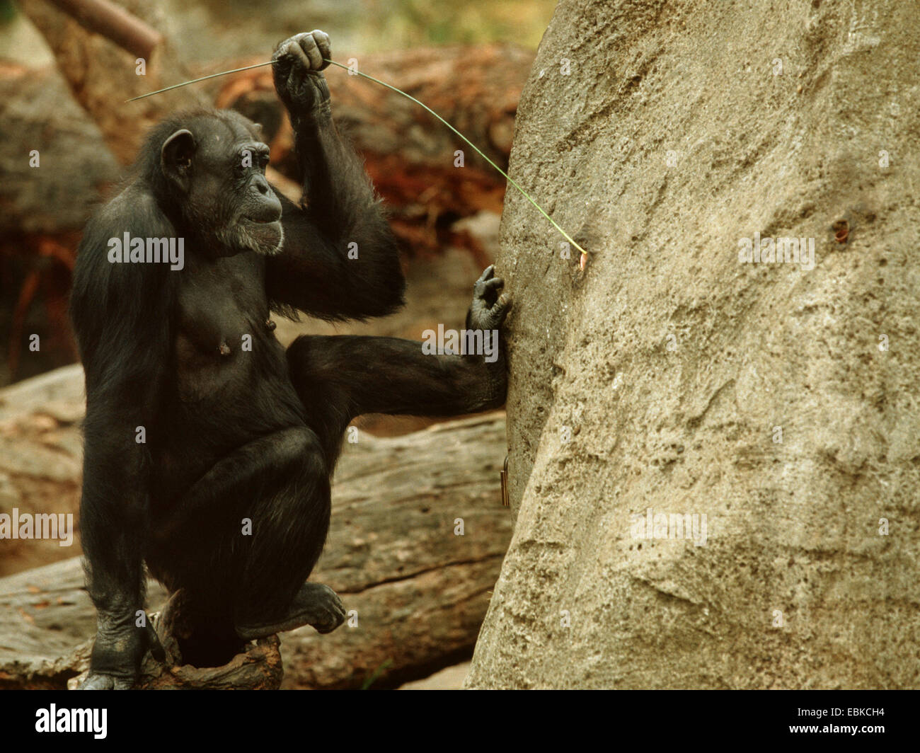 Monkey tool animal hi-res stock photography and images - Alamy