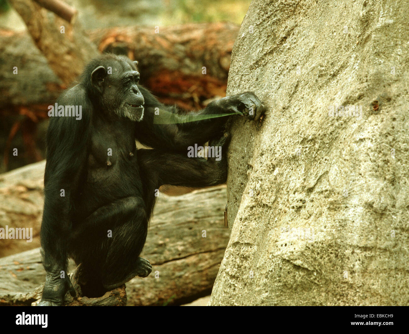 Chimpanzee hi-res stock photography and images - Alamy