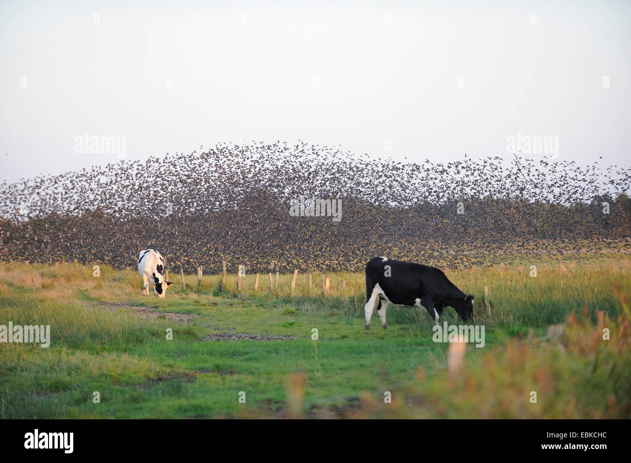 common starling (Sturnus vulgaris), giant flock of starlings flying ...