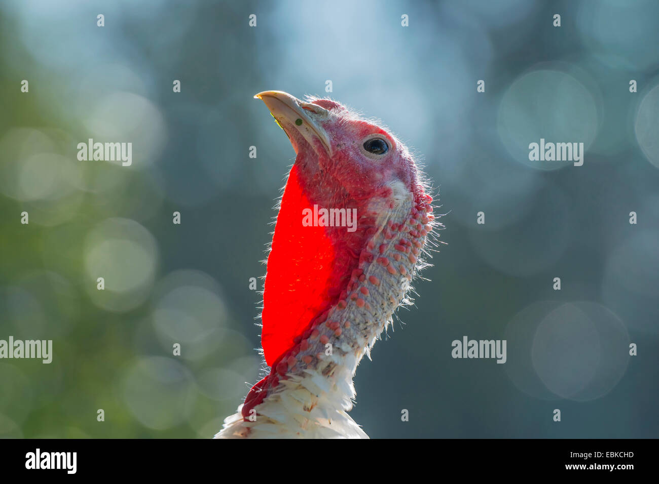 Tutkeys hi-res stock photography and images - Alamy