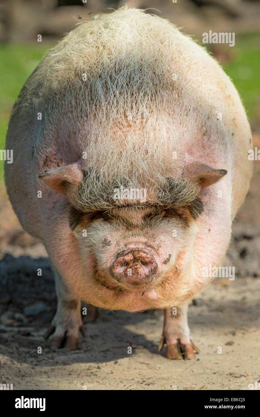 Outdoor pig farming hi-res stock photography and images - Alamy
