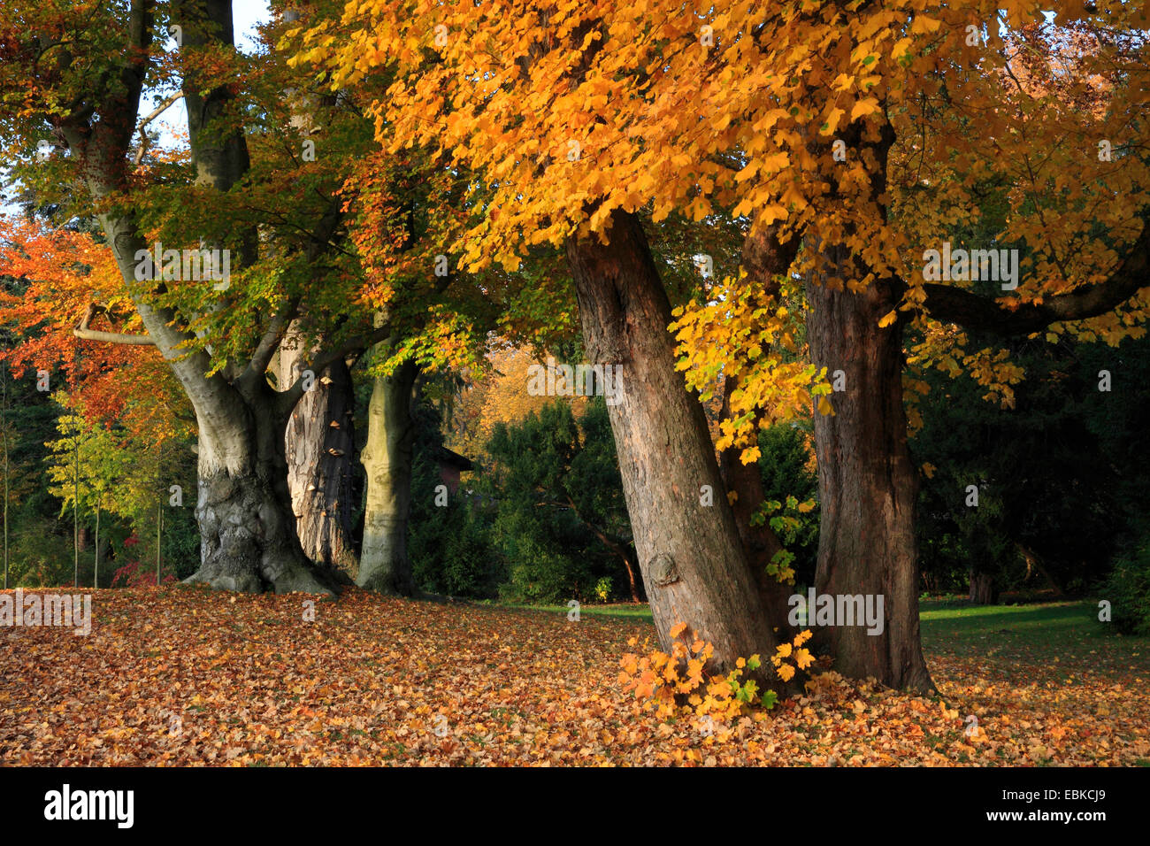 Park in brandenburg hi-res stock photography and images - Alamy