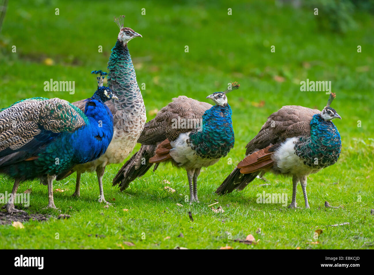 common peafowl (Pavo cristatus), peafowl family in outdoor enclosure ...