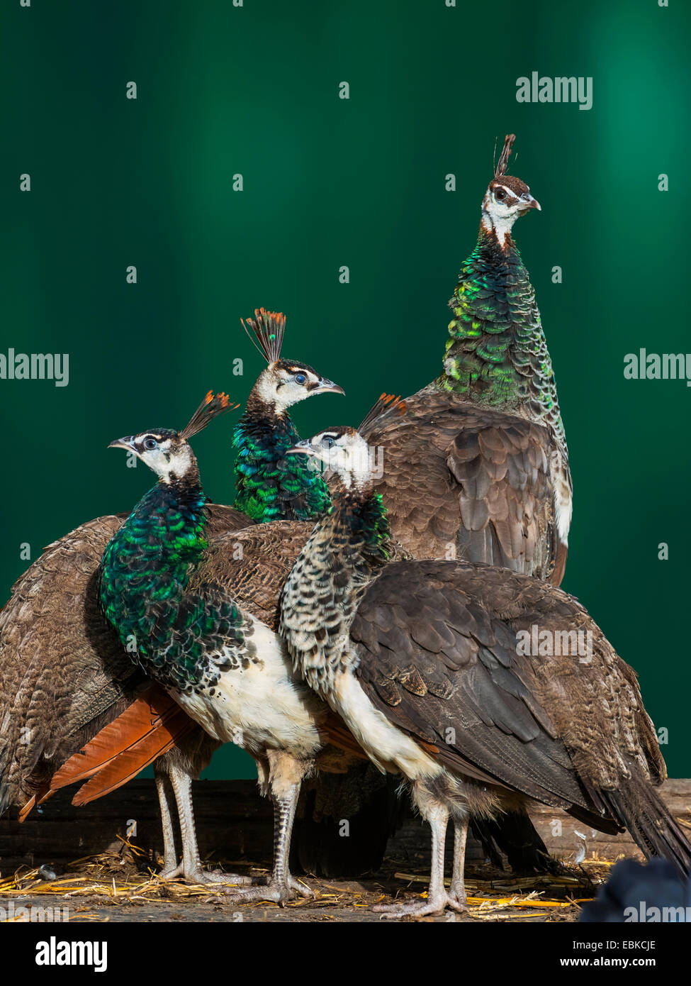 common peafowl (Pavo cristatus), hen with three chicks at the sleeping ...