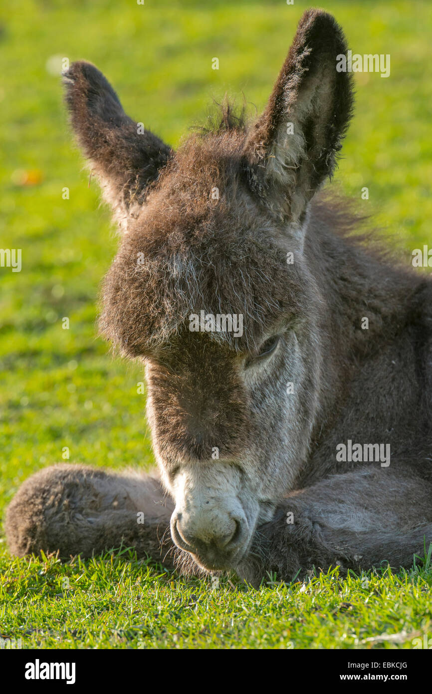 Donkey resting hi-res stock photography and images - Alamy