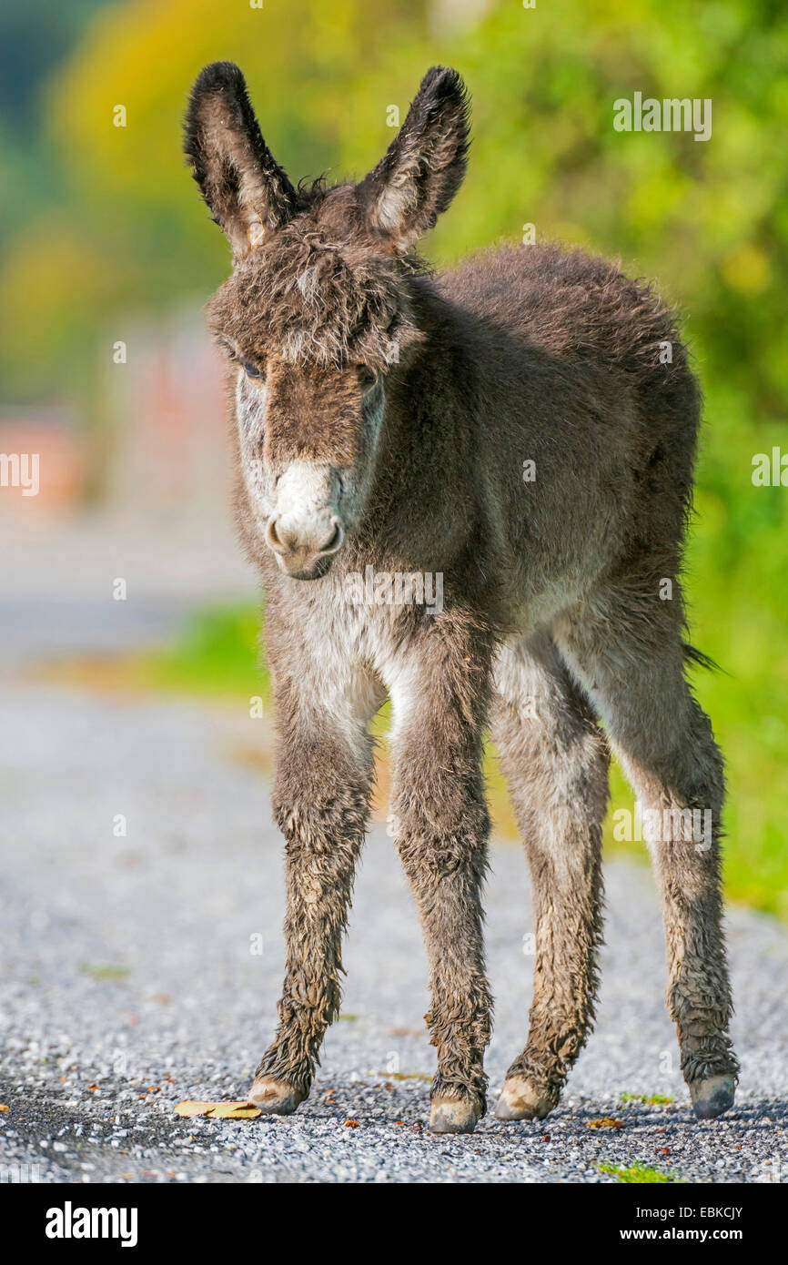 domestic donkey (Equus asinus f. asinus), foal standing on a path ...