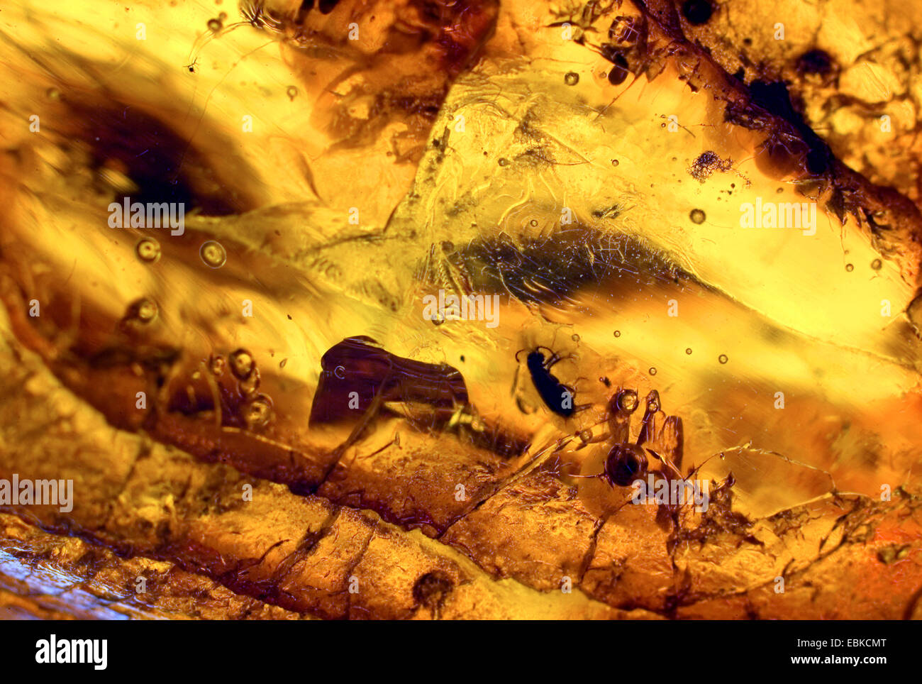 Baltic Sea Amber with insect incluses Stock Photo - Alamy