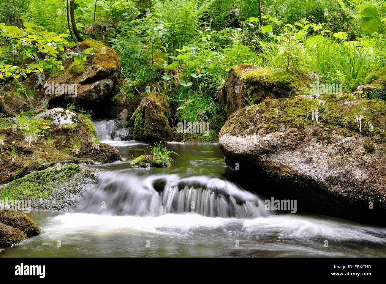 Brook through the forest hi-res stock photography and images - Alamy