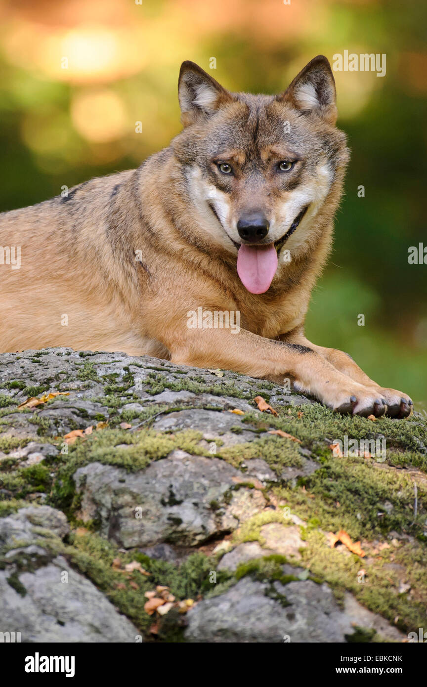 European gray wolf (Canis lupus lupus), lying on a rock, Germany ...