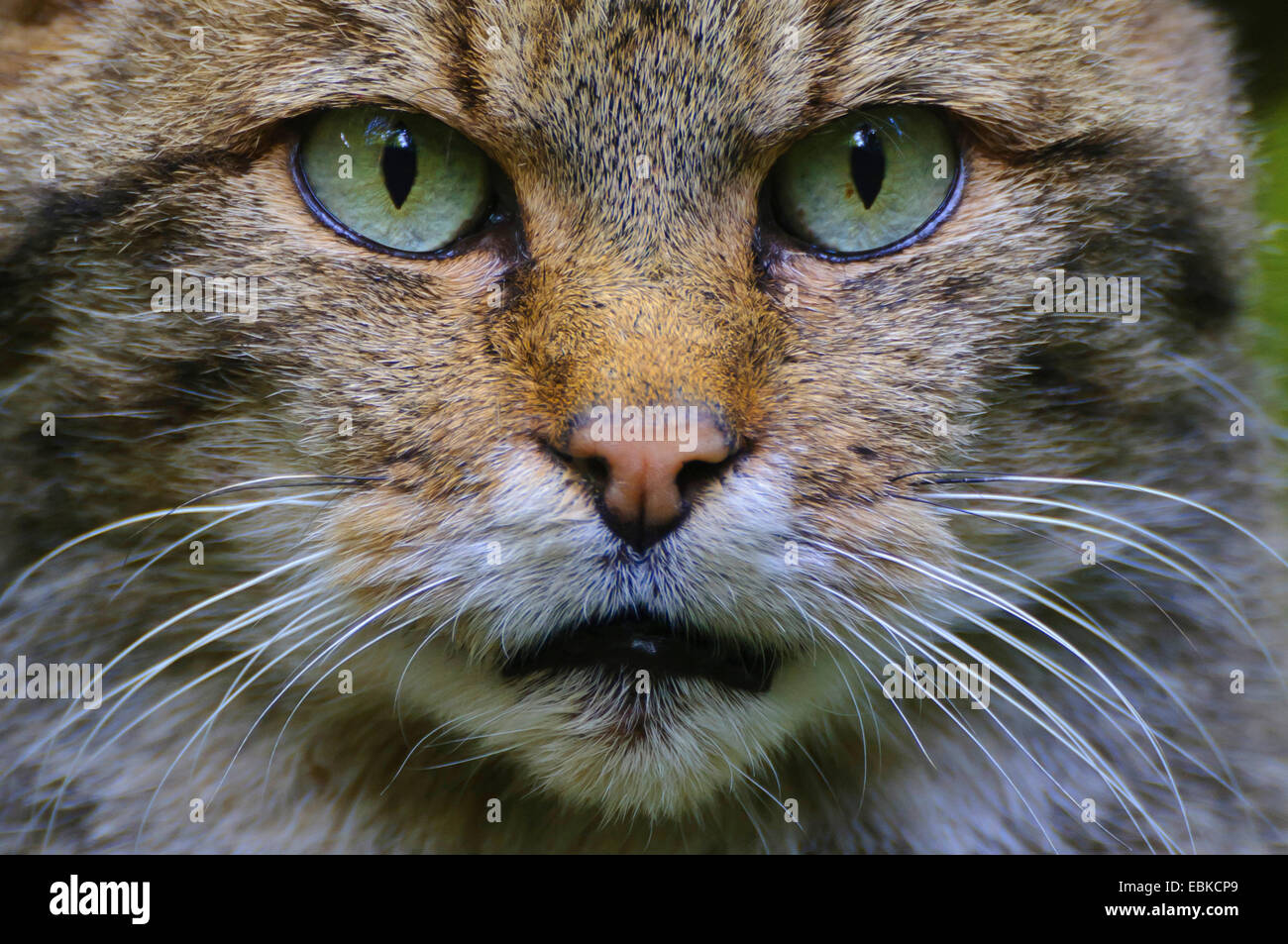 European wildcat, forest wildcat (Felis silvestris silvestris ...