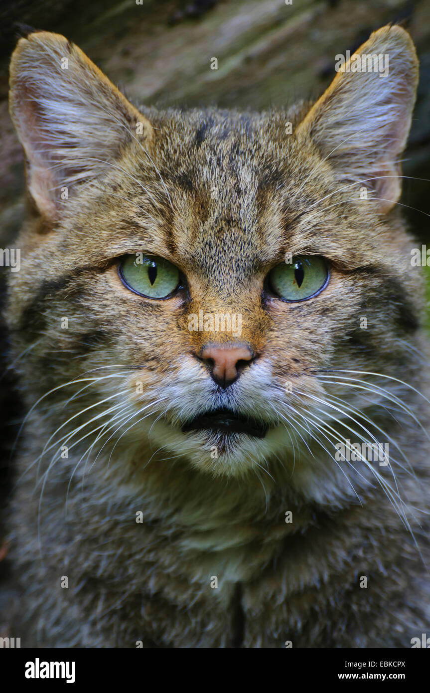 European wildcat, forest wildcat (Felis silvestris silvestris ...
