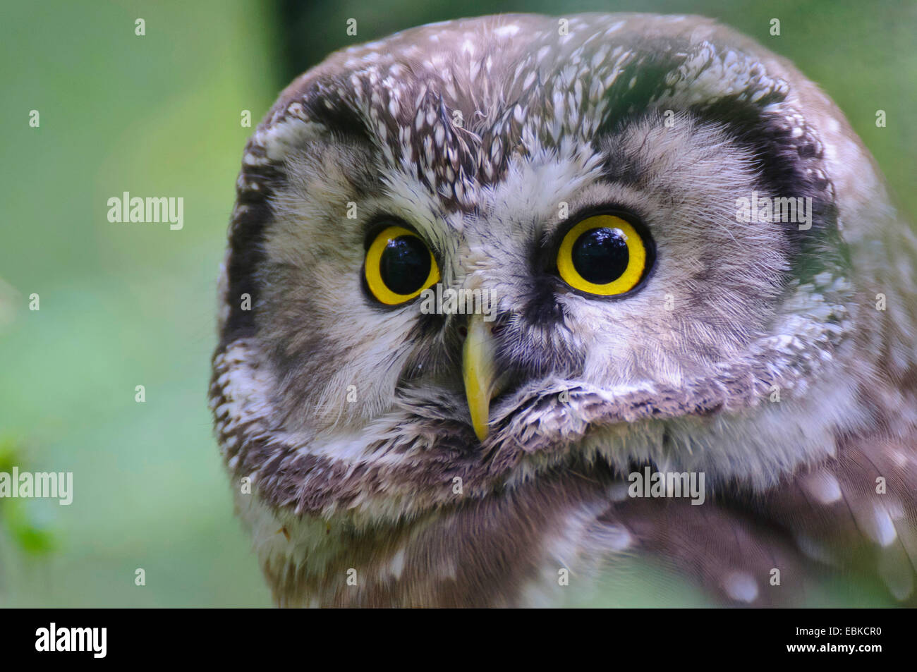 Tengmalm's owl (Aegolius funereus), portrait, Germany, Bavaria ...