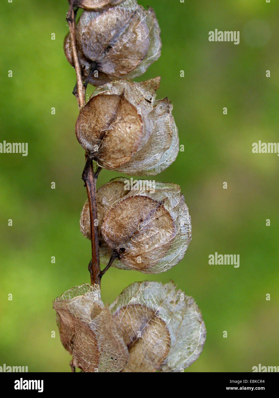 greater yellow-rattle (Rhinanthus angustifolius, Rhinanthus serotinus ...