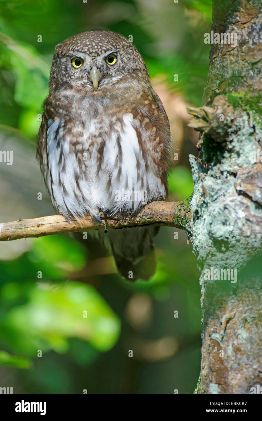 Eurasian pygmy owl (Glaucidium passerinum), sitting on a branch ...