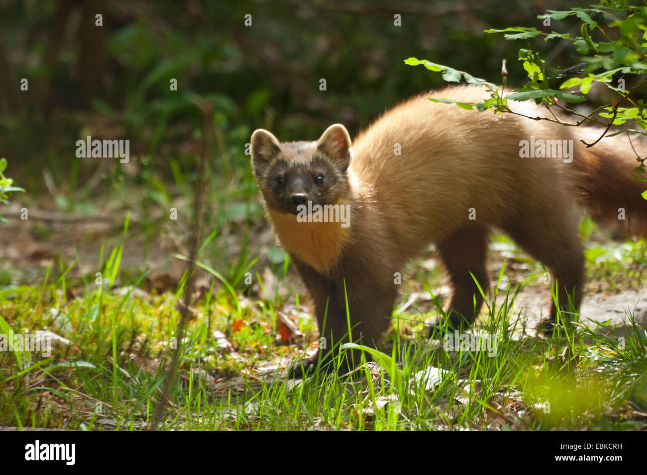 European pine marten (Martes martes), sitting on the ground in a forest ...