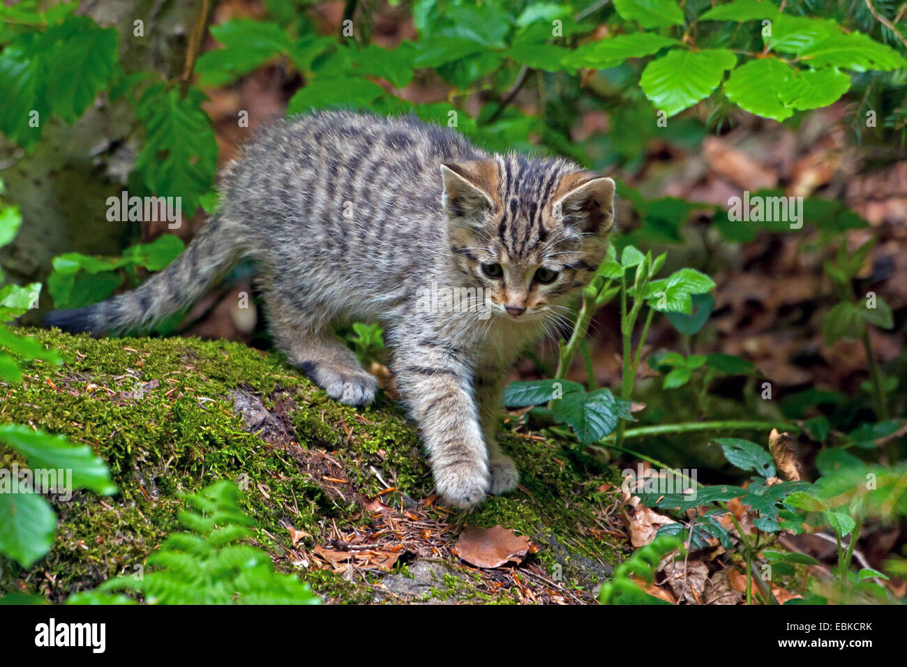 European wildcat, forest wildcat (Felis silvestris silvestris), kitten ...