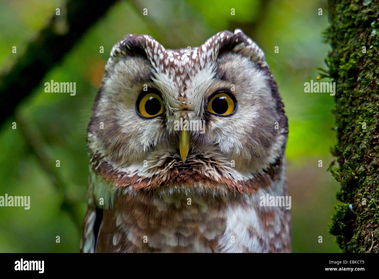 Aegolius funereus hi-res stock photography and images - Alamy