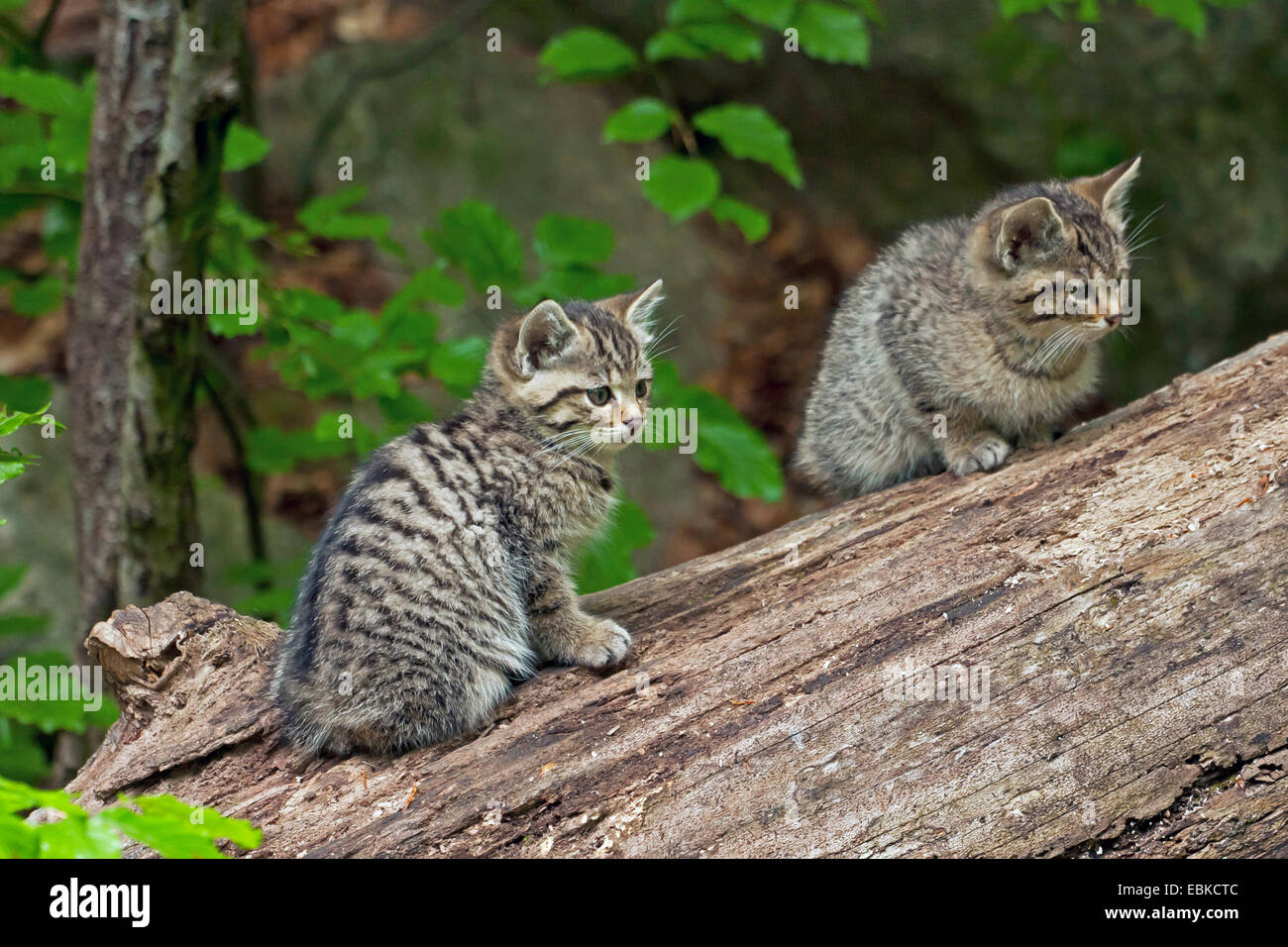 European Wildcat