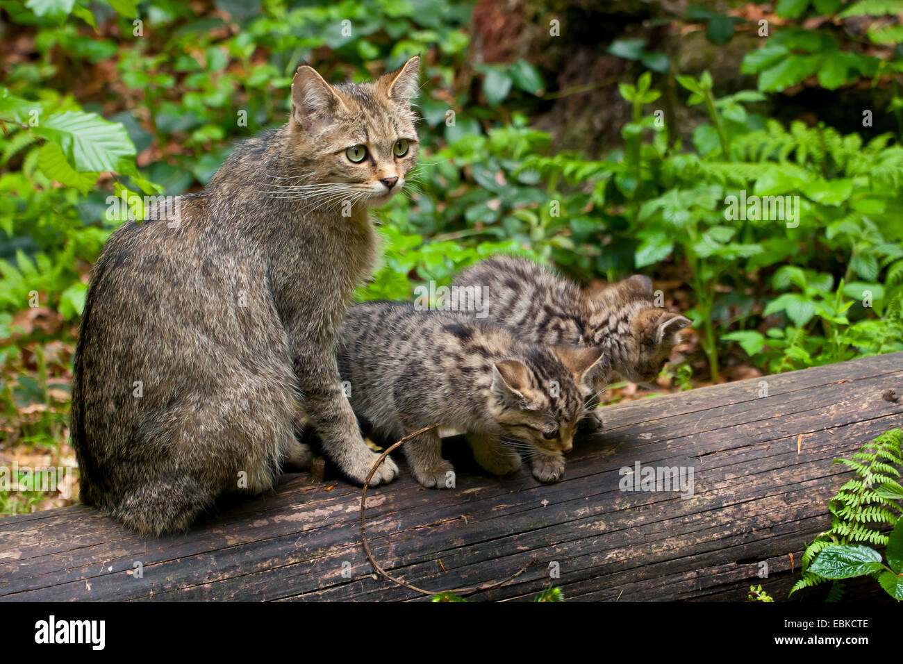 European wildcat, forest wildcat (Felis silvestris silvestris), mother ...
