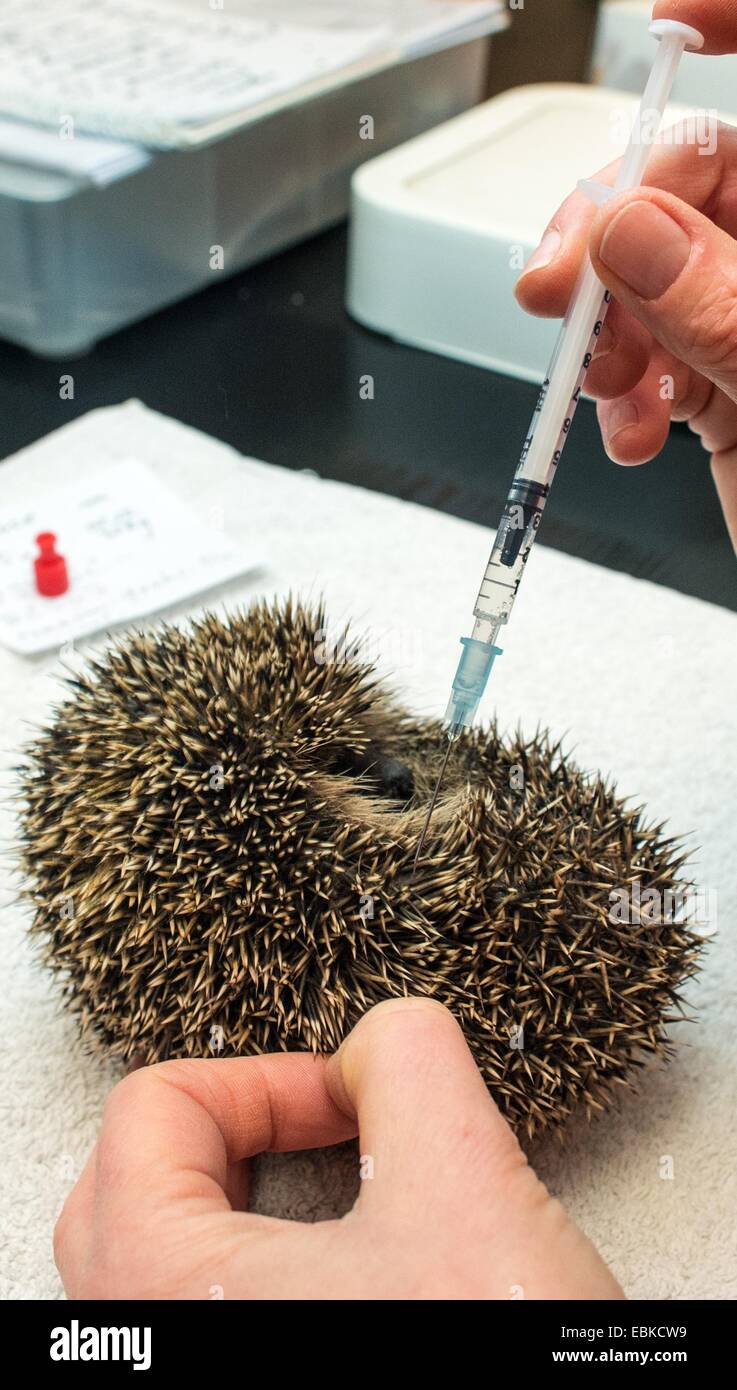 Simone Hartung gives a small hedgehog an injection of antibiotics at ...
