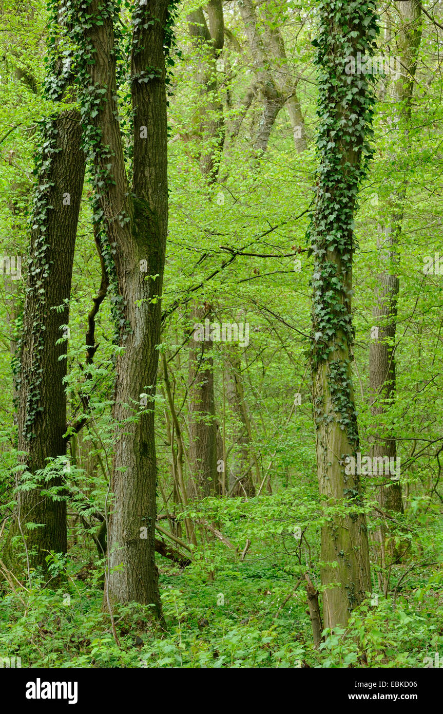 English ivy, common ivy (Hedera helix), spring forest with ivy on the ...
