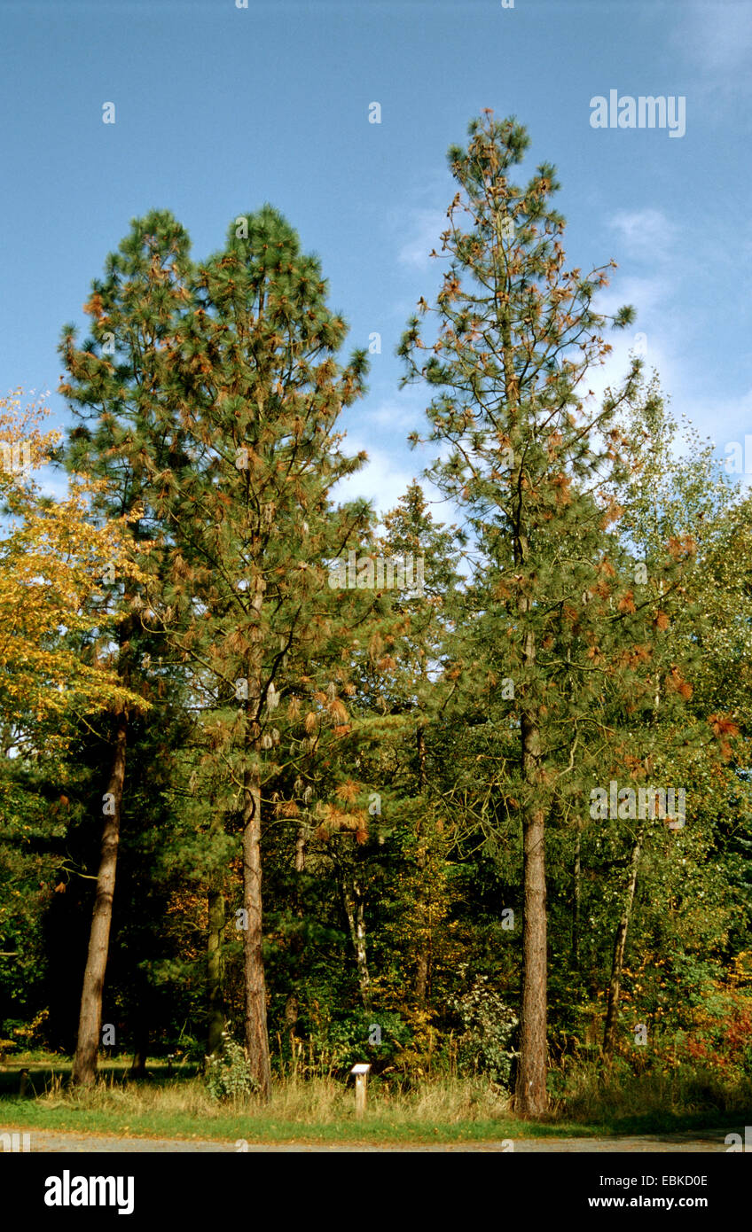 Blackjack plant hi-res stock photography and images - Alamy