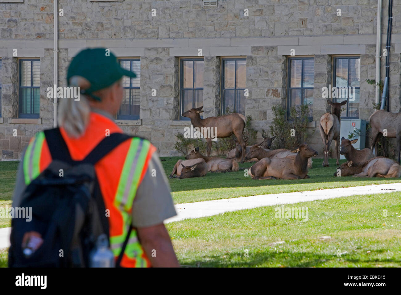 National park ranger animals hi-res stock photography and images - Alamy