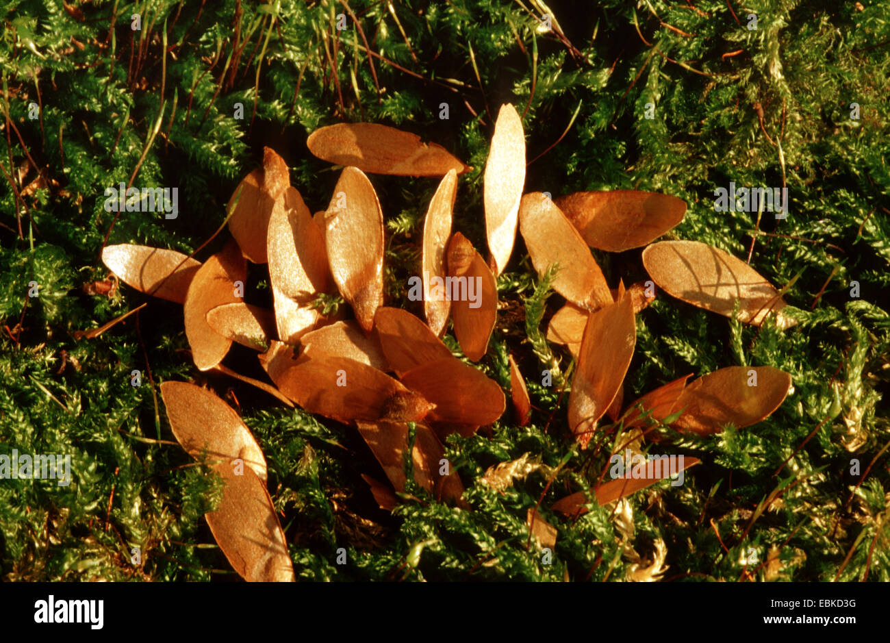 Douglas fir seeds hi-res stock photography and images - Alamy