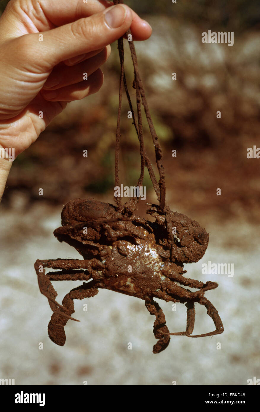 Mud crab mangrove crab hi-res stock photography and images - Alamy