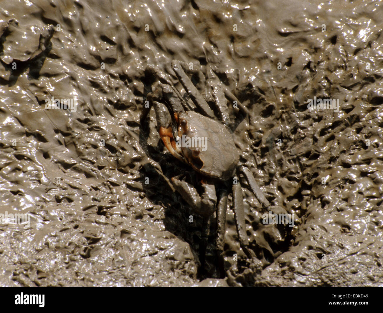 crab (Metaplax spec.), in mud, Thailand Stock Photo - Alamy