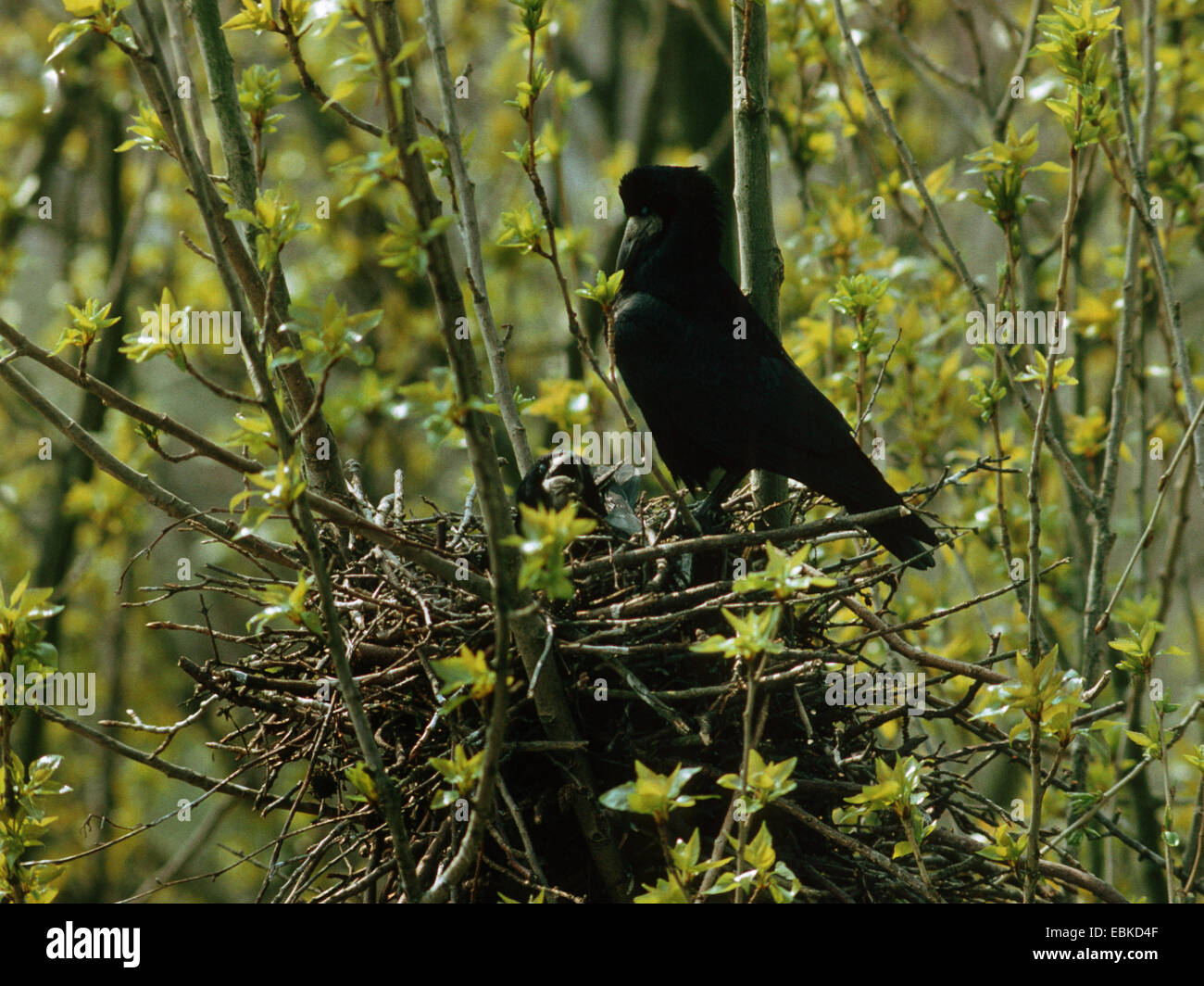 Rook nest hi-res stock photography and images - Alamy