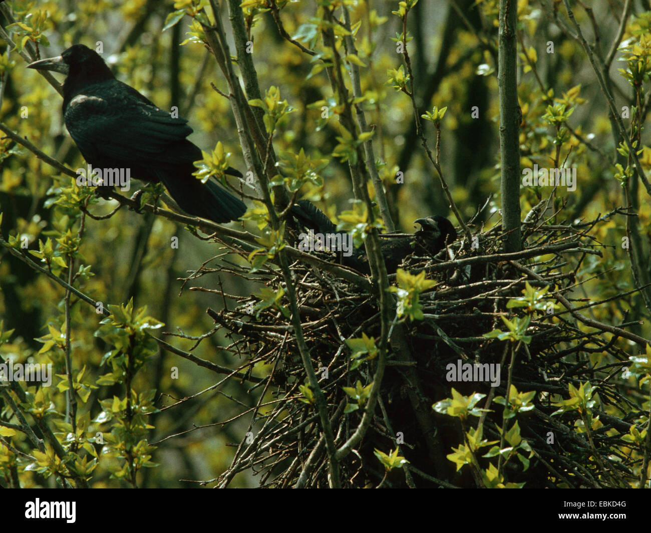 Rook nest hi-res stock photography and images - Alamy