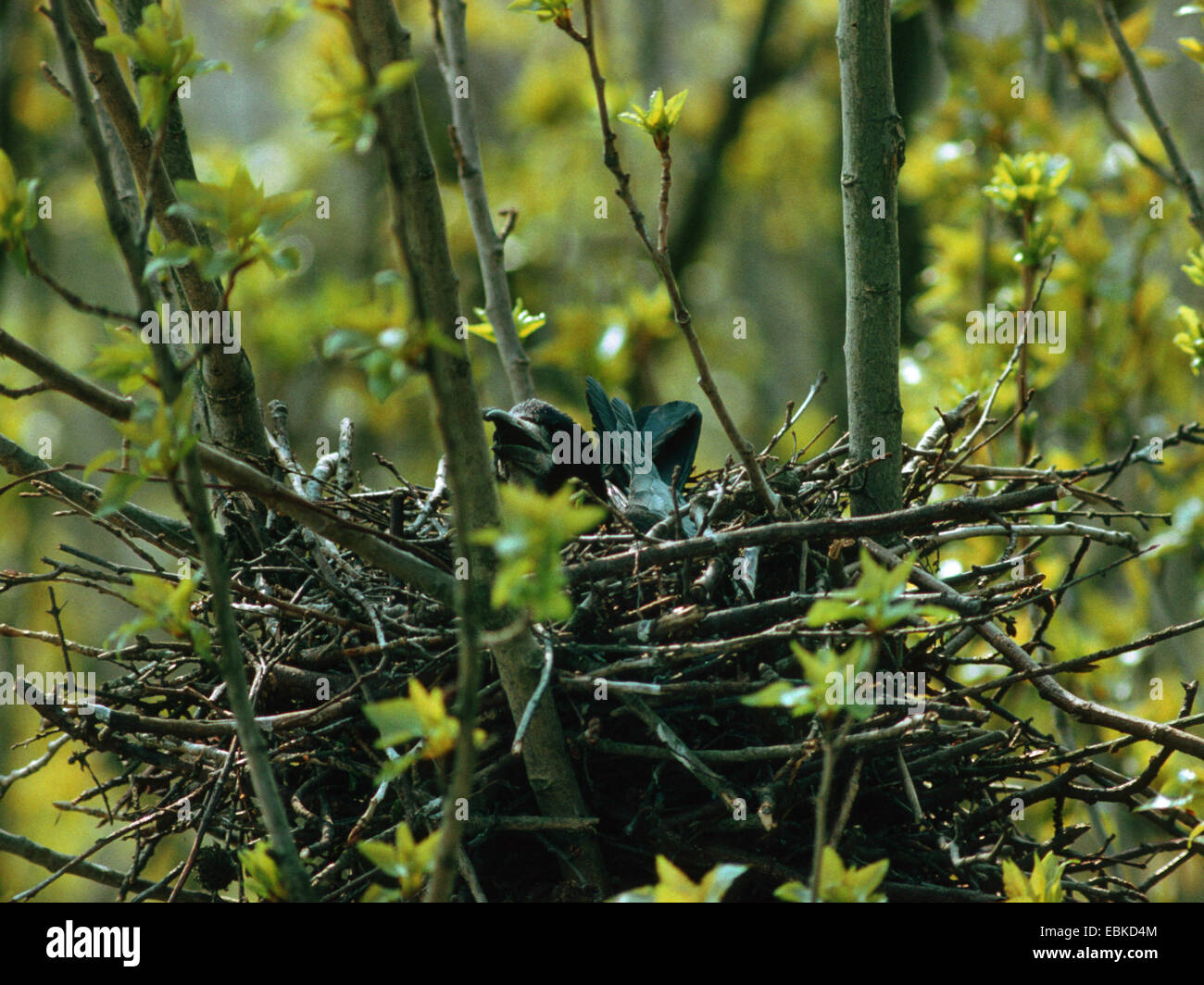 Crows nests in trees hi-res stock photography and images - Alamy