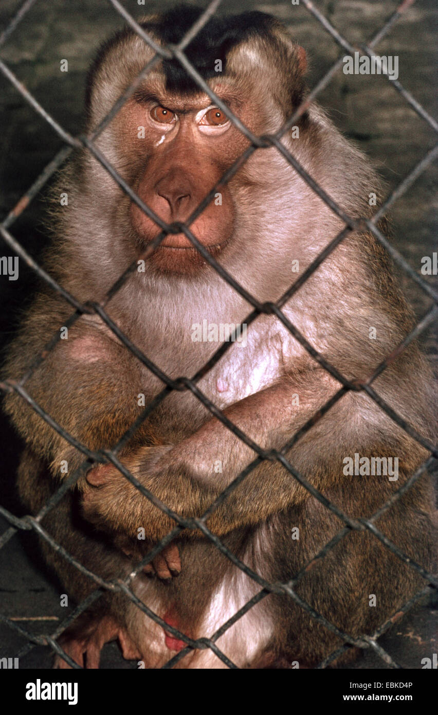 Pigtail hi-res stock photography and images - Alamy