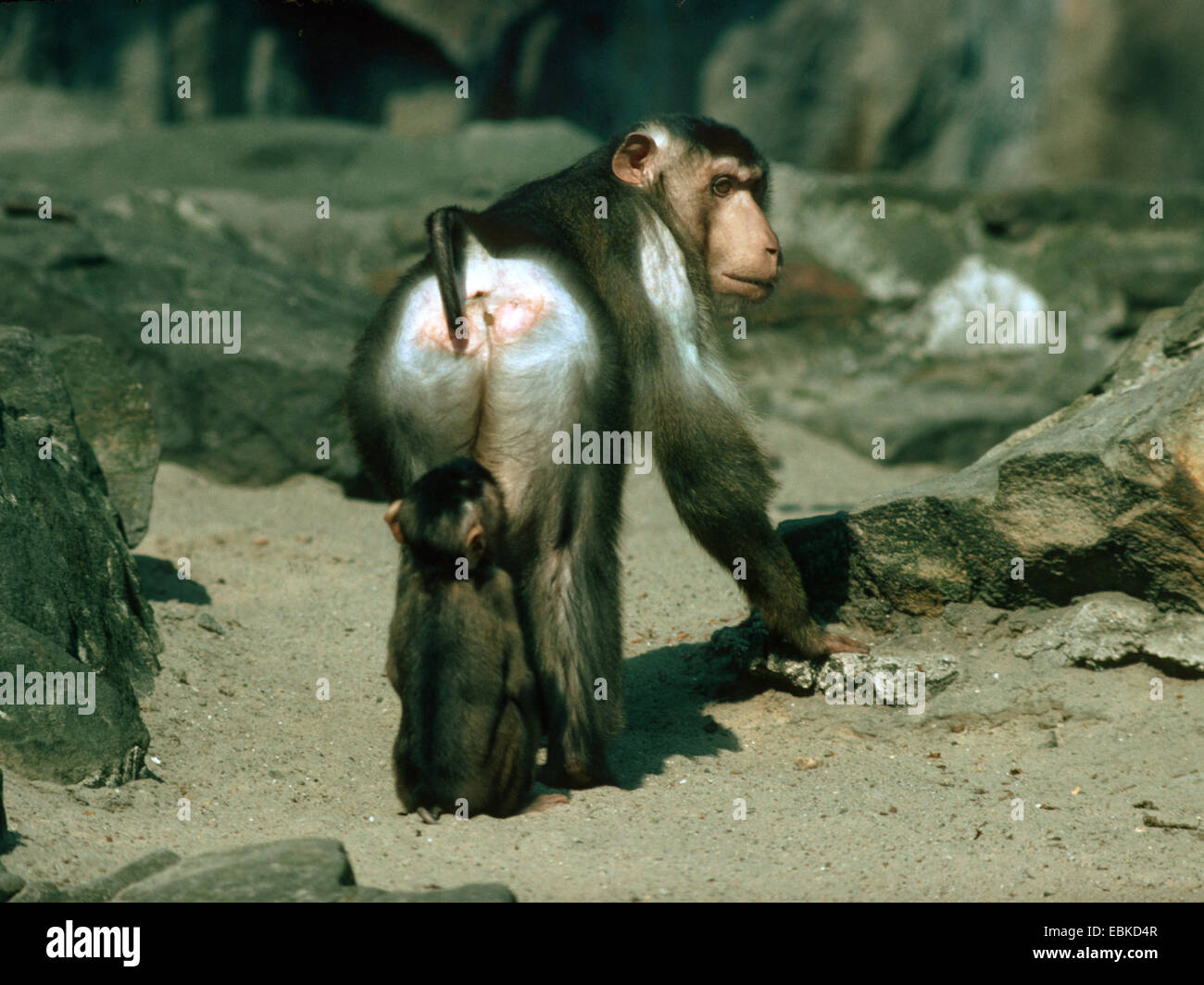 pigtail macaque (Macaca nemestrina), pup sitting behind a standing ...