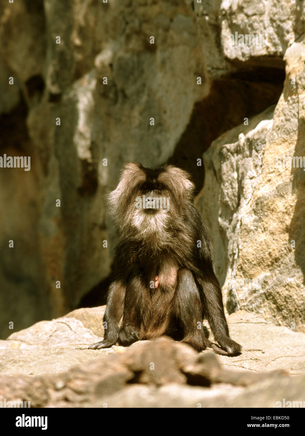 liontail macaque, lion-tailed macaque (Macaca silenus), male Stock ...