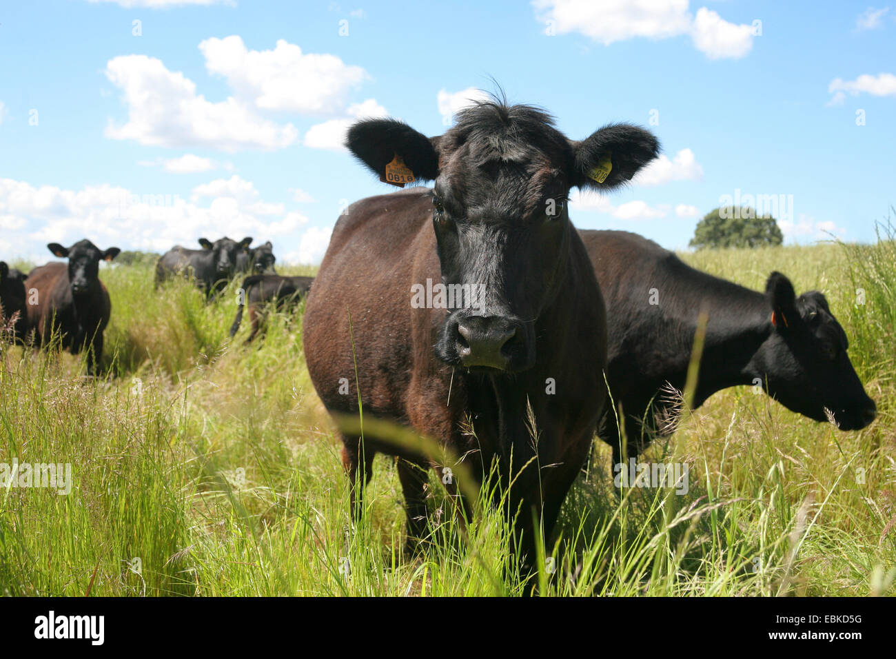 Angus Cattle Stock Photos & Angus Cattle Stock Images - Alamy