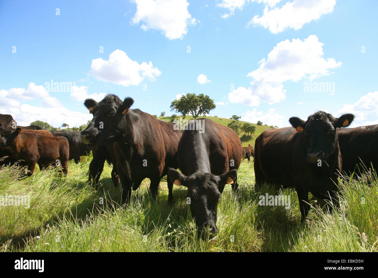 Angus Cattle, domestic cattle (Bos primigenius f. taurus), cattle herd ...