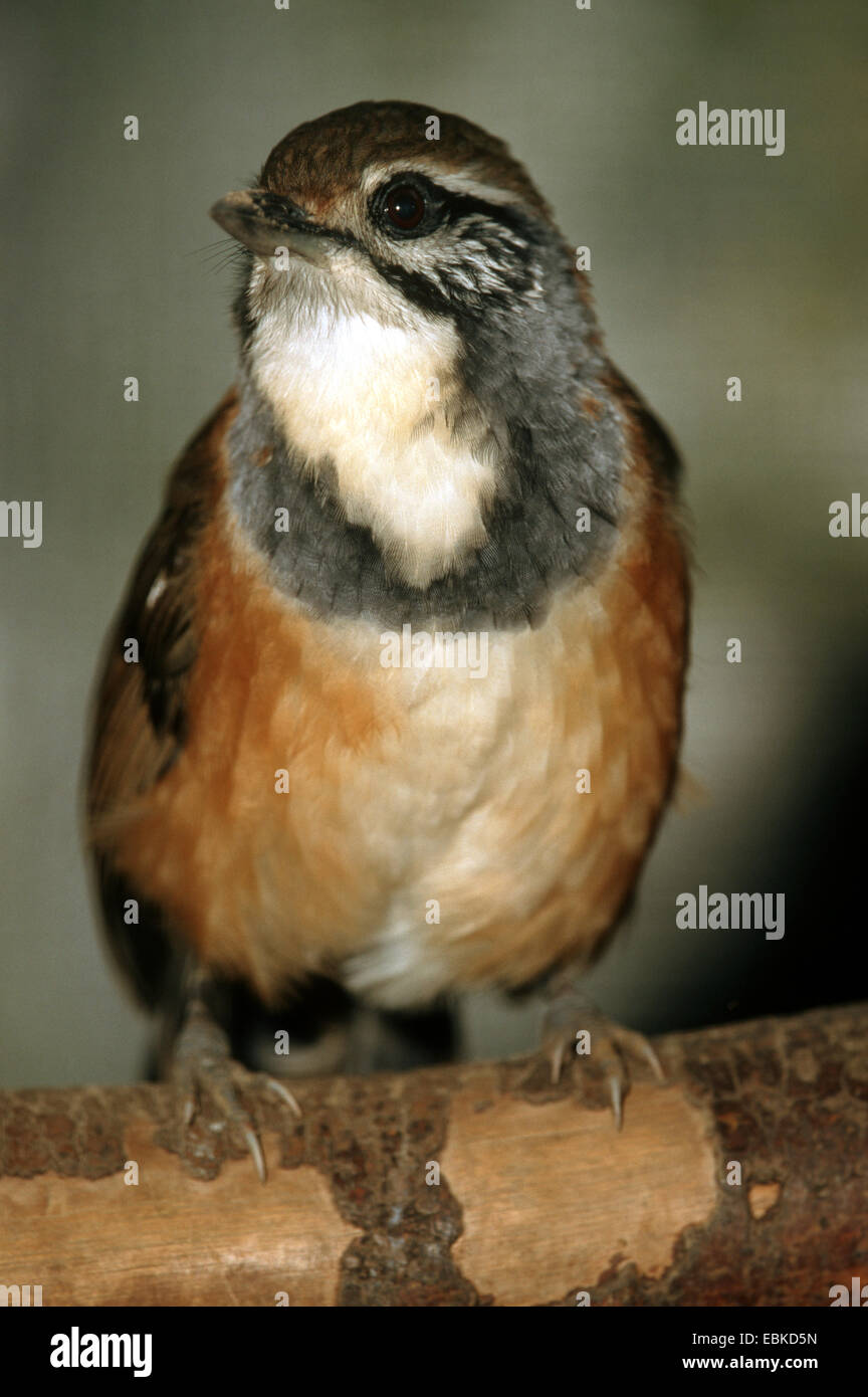 greater necklaced laughing thrush (Garrulax pectoralis), on a branch ...