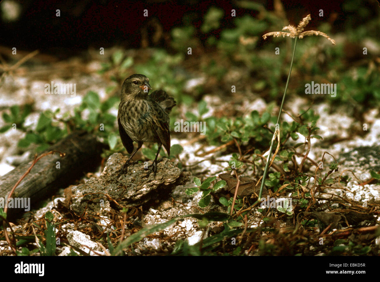 small ground finch (Geospiza fuliginosa), standing on the ground ...
