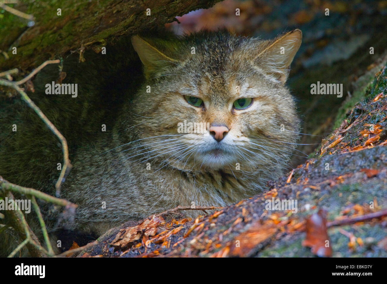 European wildcat, forest wildcat (Felis silvestris silvestris), forest ...