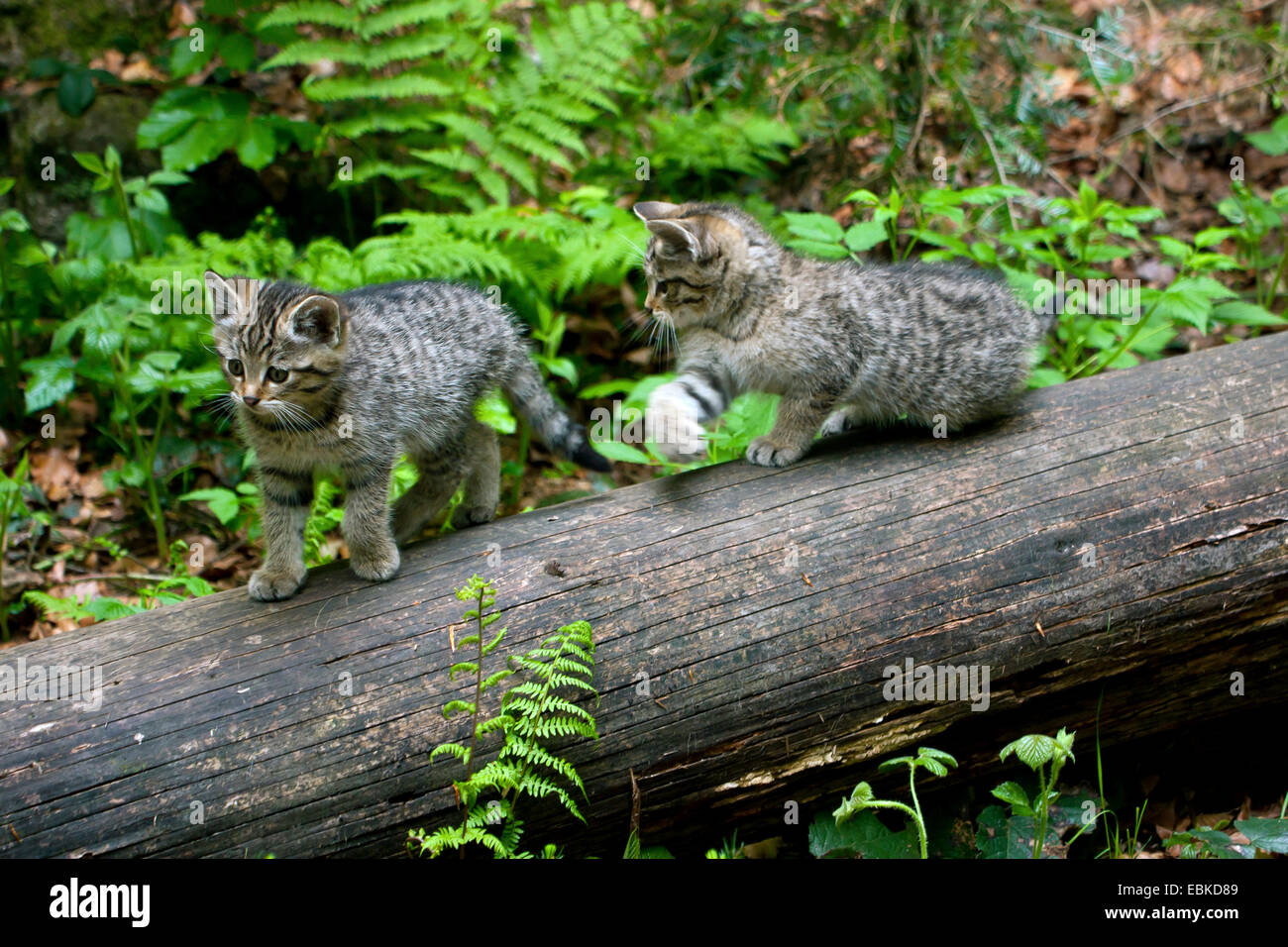 European wildcat, forest wildcat (Felis silvestris silvestris), two ...
