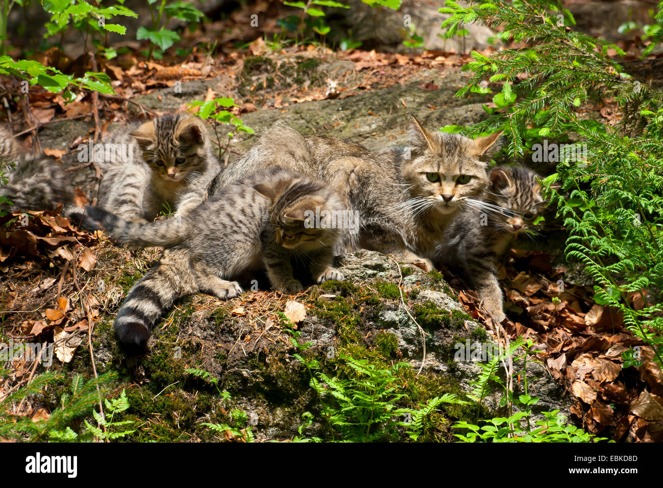 European wildcat, forest wildcat (Felis silvestris silvestris), mother ...