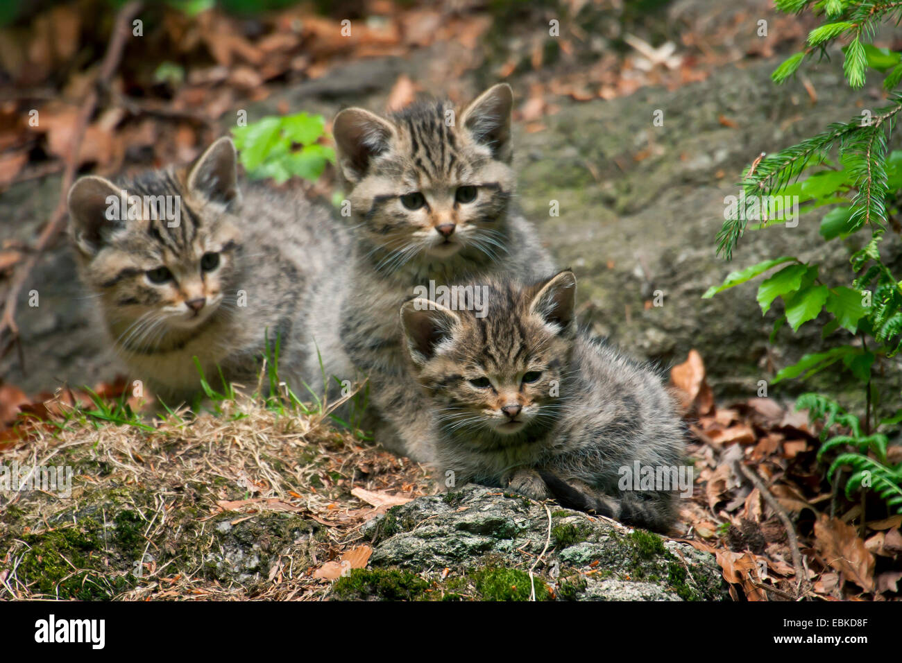 European wildcat, forest wildcat (Felis silvestris silvestris), kittens ...