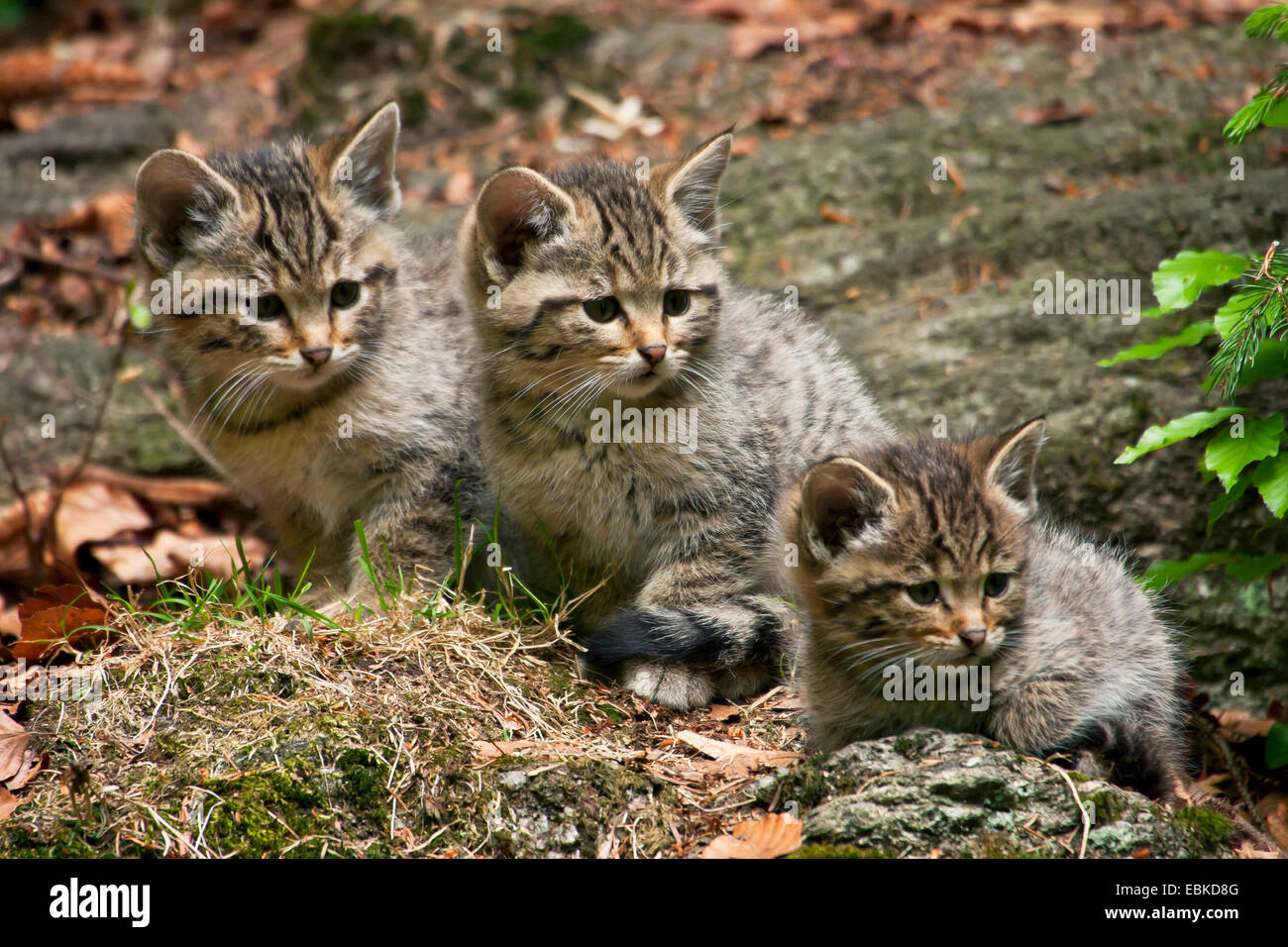 European wildcat, forest wildcat (Felis silvestris silvestris), kittens ...